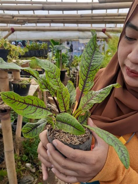 Cod Bibit Tanaman Sayur Sorrel Red Veined Benih Sayuran Rumex Sorel Hidup Yang Bermanfaat
