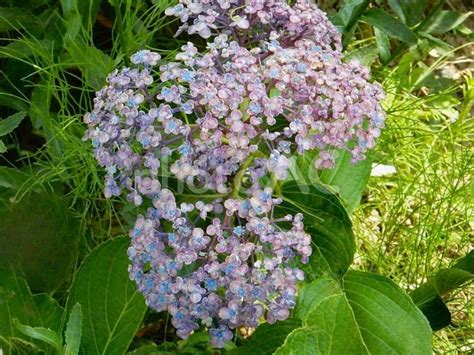 【花の写真】紫陽花の花 No 33029742｜写真素材なら「写真ac」無料（フリー）ダウンロードok