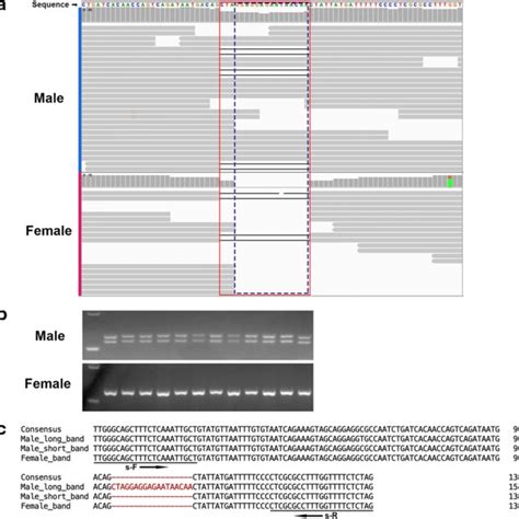 Isolation Of A Male Specific Marker A Visualization Of The Download Scientific Diagram