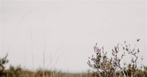 Seasonal And Trend Decomposition Using Loess Stl With Pyflux