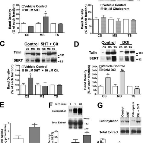 Subcellular Fractionation Of Platelets A Mouse Platelet And Midbrain Download Scientific