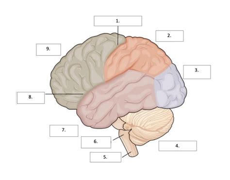Lobes Of The Cerebral Cortex Labeling Quiz Lobes Of The Cerebral Cortex Labeling Quiz