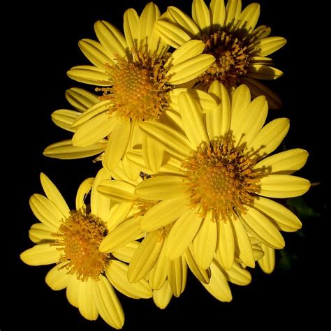 キク科の頭状花序の紫外線パターン