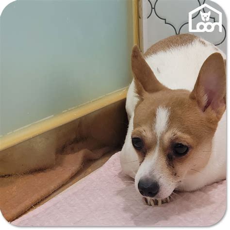 믹스견 나리 책임분양 비숑프리제분양가 유기견 미니비숑 웰시코기분양 스피츠 요크셔테리어분양 먼치킨고양이 노르웨이숲고양이분양 강아지무료분양 유기견무료분양 유기묘입양