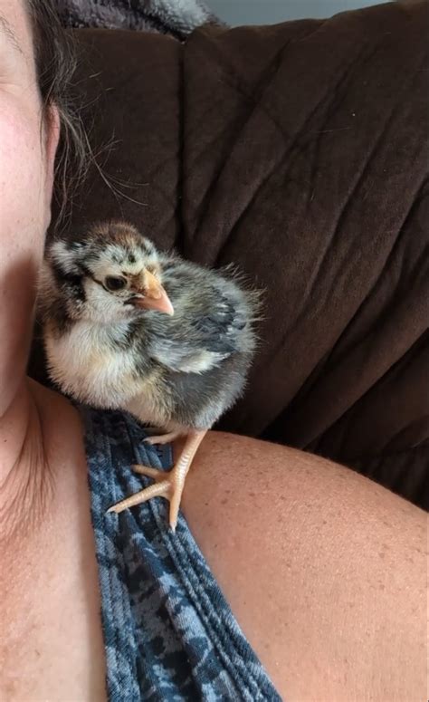 Good Thing They Are Cute Volume Up Rbackyardchickens