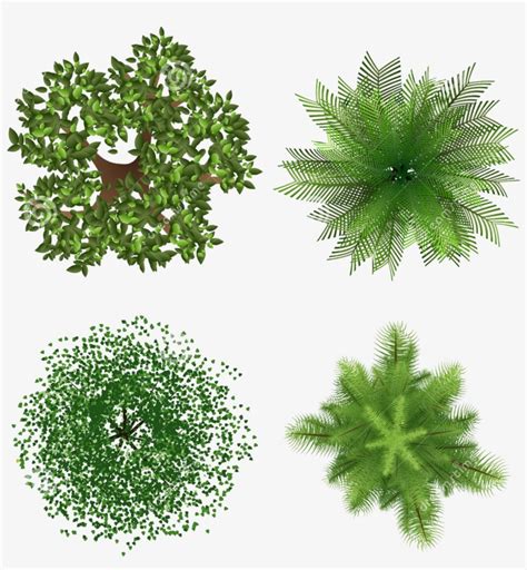 Tree Plan Vector At Vectorified Com Collection Of Tree Plan Vector Free For Personal Use