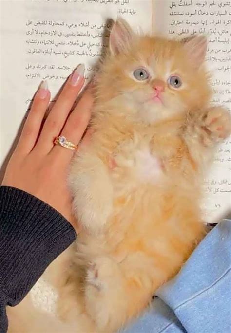 عکس پروفایل گربه و دختر برای شبکه های اجتماعی مختلف