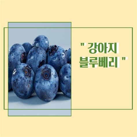 강아지 블루베리 먹어도 되는 과일 효능 주의할 점은 무엇이 있을까 네이버 블로그