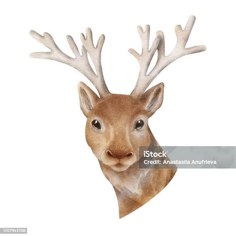 가지가 있는 뿔이 있는 어린 갈색 사슴의 수채화 초상화 스티커 포스터 엽서 창문 드레싱 크리스마스 새해 겨울 숲 및 에코 디자인을 위한 숲 사슴의 그림 수채화에 대한 스톡