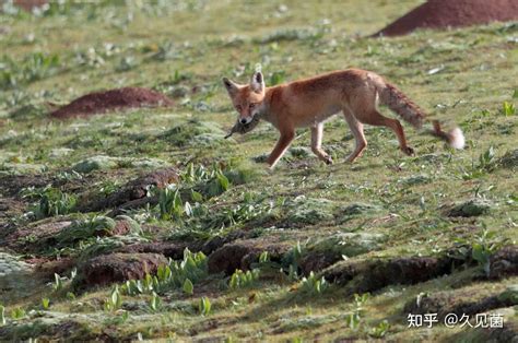 12亿只！高原属兔在我国泛滥成灾，为何被专家称为好事？ 知乎