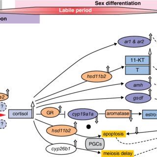 Pdf Environmental Sex Determination And Sex Differentiation In Teleosts How Sex Is Established