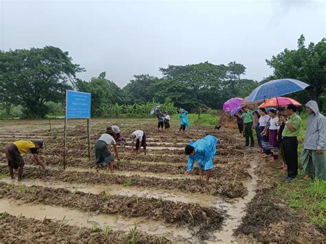 ကျောင်းကုန်းမြို့၌ တိရစ္ဆာန်အစာပင် နေပီယာမြက် သရုပ်ပြစိုက်ပျိုးပွဲ ကျင်းပ Myanmarnationalpost