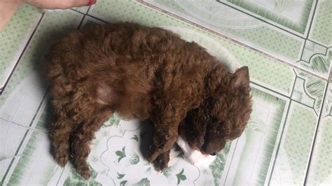 Nu I Ch Corgi C G I C Doanh Thu M I Th Ng H N Tri U Ng Page Voz