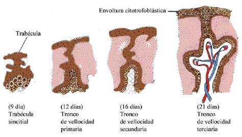 Embriologia