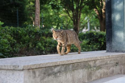 고양이 길 잃은 태비 Pixabay의 무료 사진 Pixabay