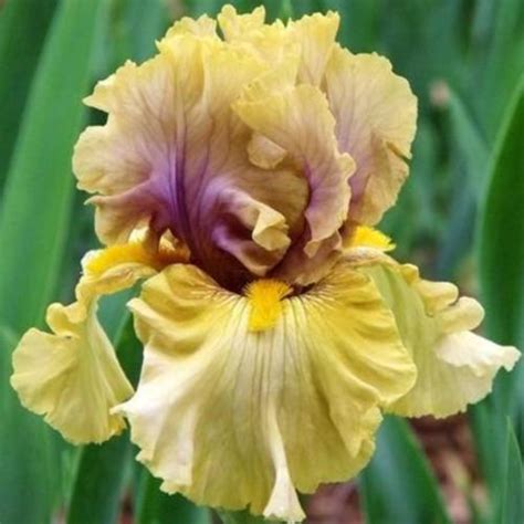 Tall Bearded Iris Iris Secret Rites In The Irises Database