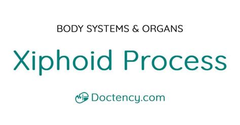 Xiphoid Process What Is It And Why Does It Matter