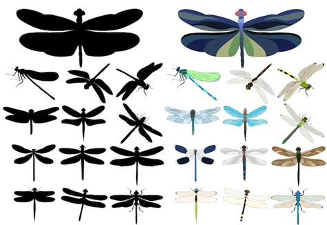 Premium Vector Vector Isolated Flying Dragonfly Insect With Silhouette Of Dragonflies