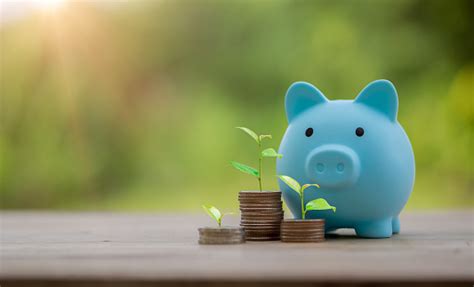 돈 동전 스택 성장 그래프 돼지 저금통 저축 개념 사업 금융 및 돈 투자 절약 동전에 자라는 식물 저축과 투자의 균형을 맞춥니다 관심 아이디어를위한 은퇴를 구하십시오 0명에