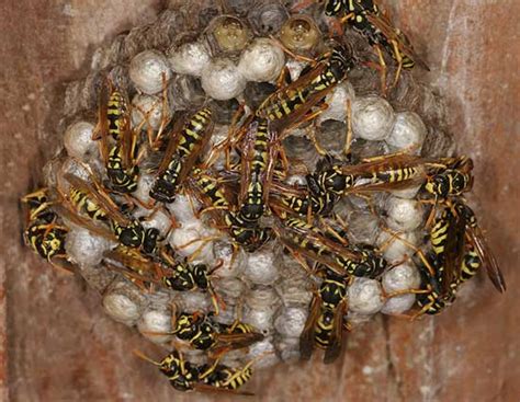 How To Identify And Deal With An Active Wasp Nest The Pest Master Birmingham