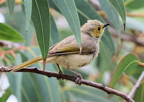 white plumed honeyeater 5l0a7234 56 4s white plumed honeye… flickr