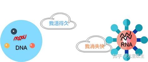 3张图看懂病载（rna）和病毒库（dna）的关系 知乎