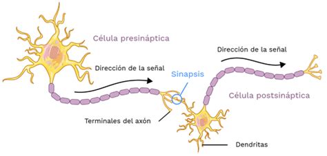 Tipos De Sinapsis En Humanos Tipos De Sinapsis Ajruz