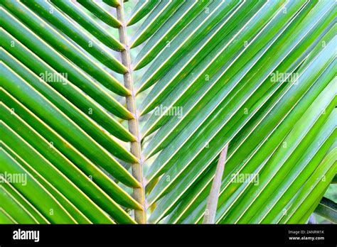 Coconet Tree Hi Res Stock Photography And Images Alamy