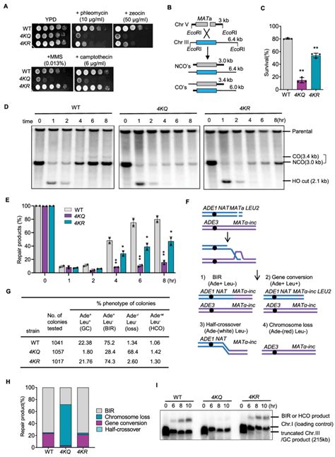 Proper Rpa Acetylation And Deacetylation Promote Dsb Repair By Gene