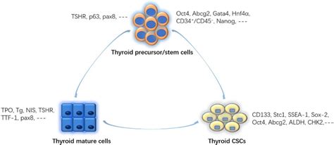 Stem Cell Therapy For Thyroid Diseases Progress And Challenges Pmc