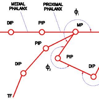 The Absolute Accelerations Of The MP PIP DIP Joints And Finger Tip TF Download Scientific