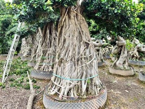 Outdoor Multi Root Ficus Bonsai Suppliermanufacturer