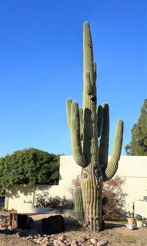 18 Best Types Of Columnar Cactus Varieties Balcony Garden Web
