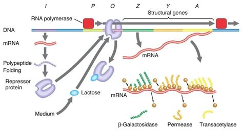 Prokaryotic Expression And Affinity Purification Of Proteins Glanlab Instrument
