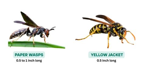 Paper Wasps Vs Yellow Jackets How To Tell The Difference