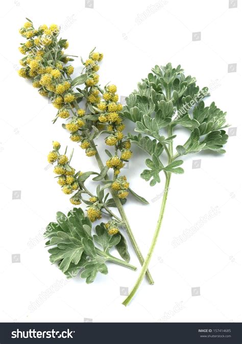 Полынь Картинка Для Детей - 61 фото