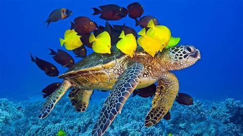 Sea Animal Wallpaper 55 Images