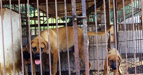 농식품부 ‘개고기금지법 궁금증 해소 위해 ‘개식용종식콜센터 운영 [멍멍냥냥]