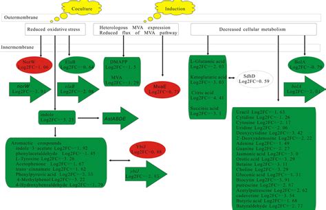 Correlation Analysis Of Differential Transcriptome Proteome And Download Scientific Diagram