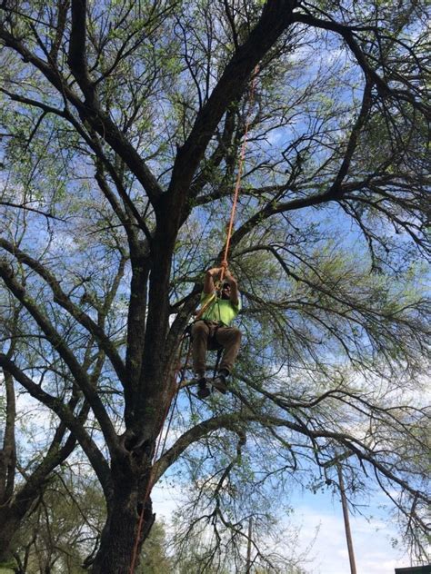 Tree Pruning Tools Texas Tree Team Houston Tree Service Consulting Arborists