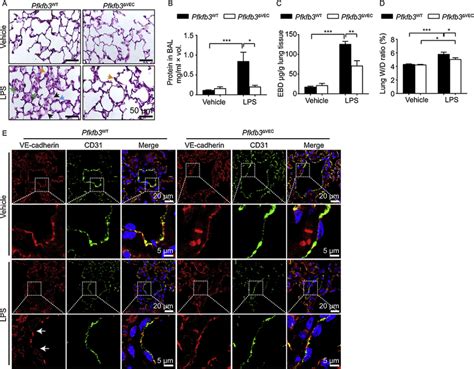 Endothelial Specific Pfkfb3 Deficiency Protects Mice From Lps Induced Download Scientific