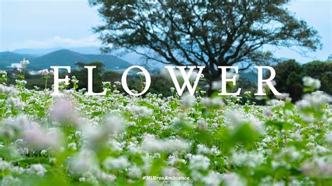 메밀꽃 가득한 아름다운 정원과 자연 풍경 자연속 꽃밭 제주도 와흘메밀마을 자연 풍경 자연 소리 평온한 수면 휴식 공부 집중에 도움되는 자연 풍경 영상