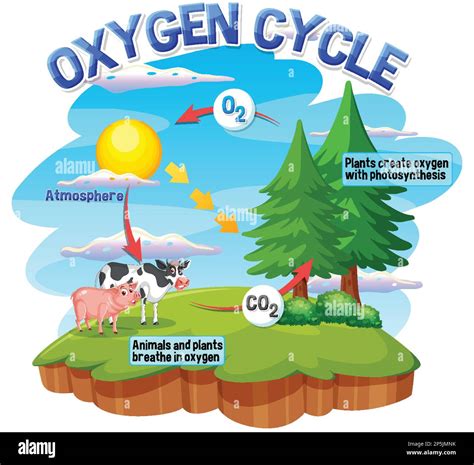 Diagrama del ciclo de oxígeno para la ilustración de la educación de la