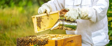 Harvesting And Bottling Honey The Ultimate Guide