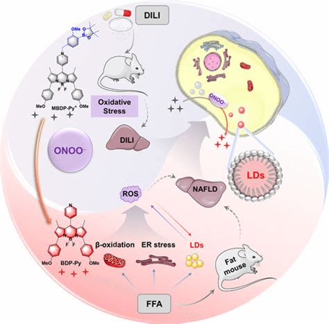 Quasi Ld Targeted And Onoo Responsive Fluorescent Probe For Investigating The Interaction Of