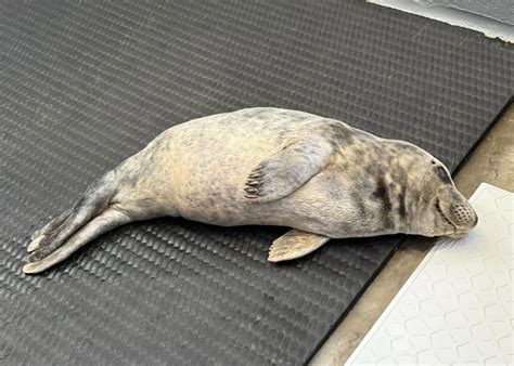 Cornish Seal Sanctuary Sea Life Trust Roach Bug 2024 25 Seal Pup