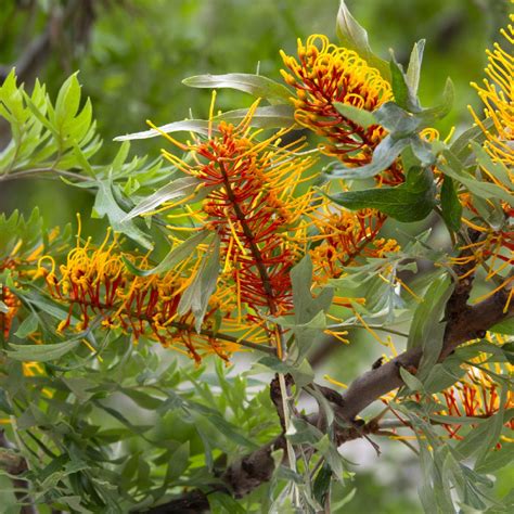 Grevillea Robusta Leaf