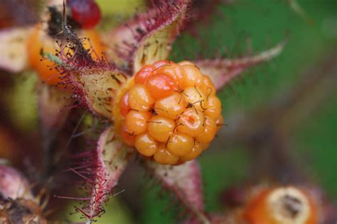 Rubus Phoenicolasius