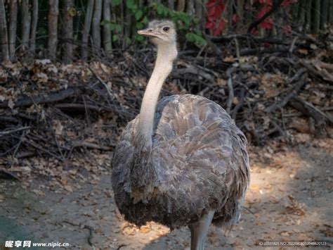 鸵鸟摄影图野生动物生物世界摄影图库昵图网