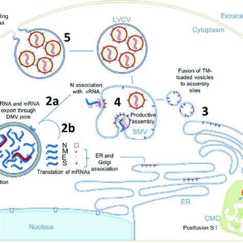 A Plausible Model Of Sars Cov 2 Replication 1 Viral Genome